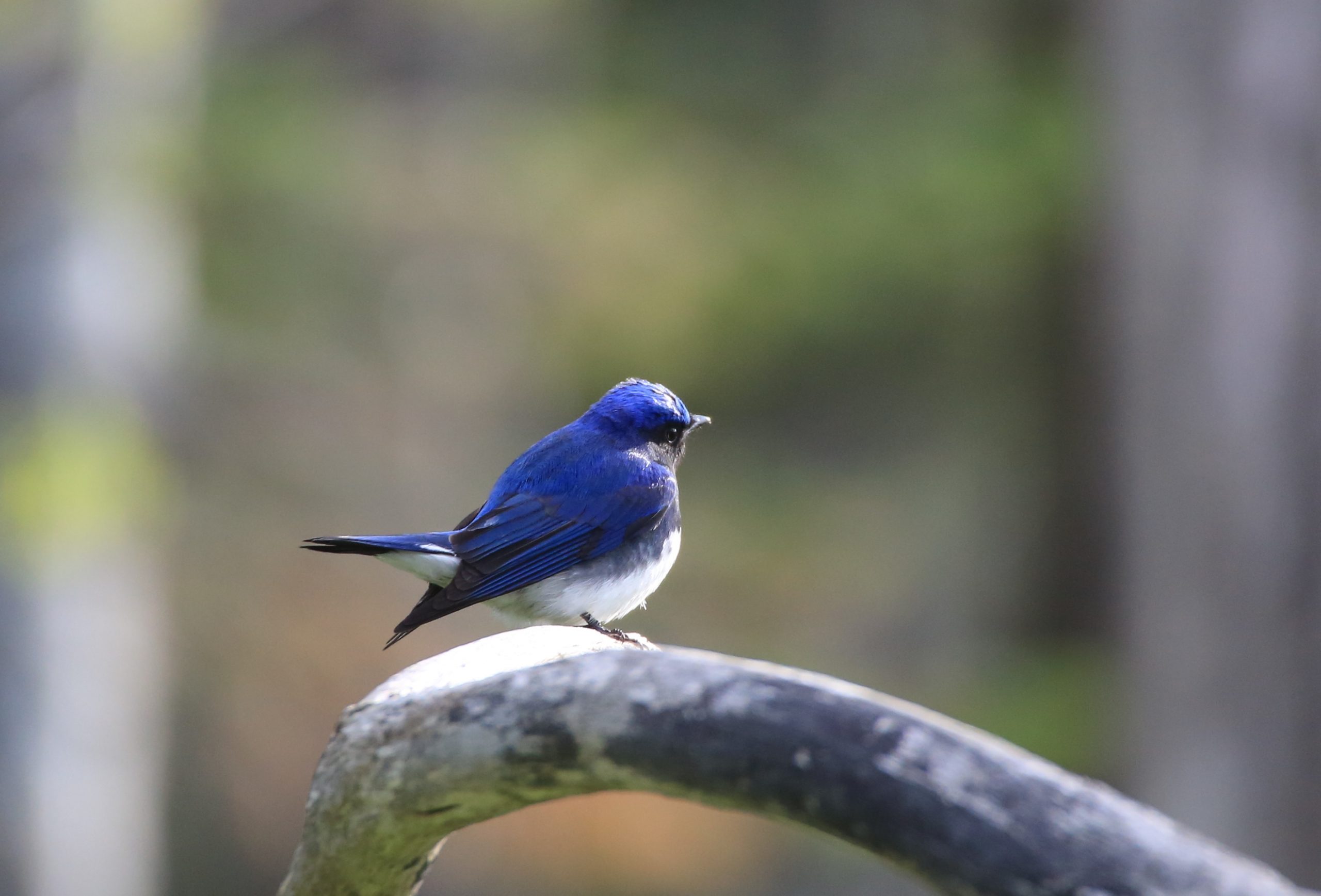 Wildlife of Shiretoko | Picchio Shiretoko