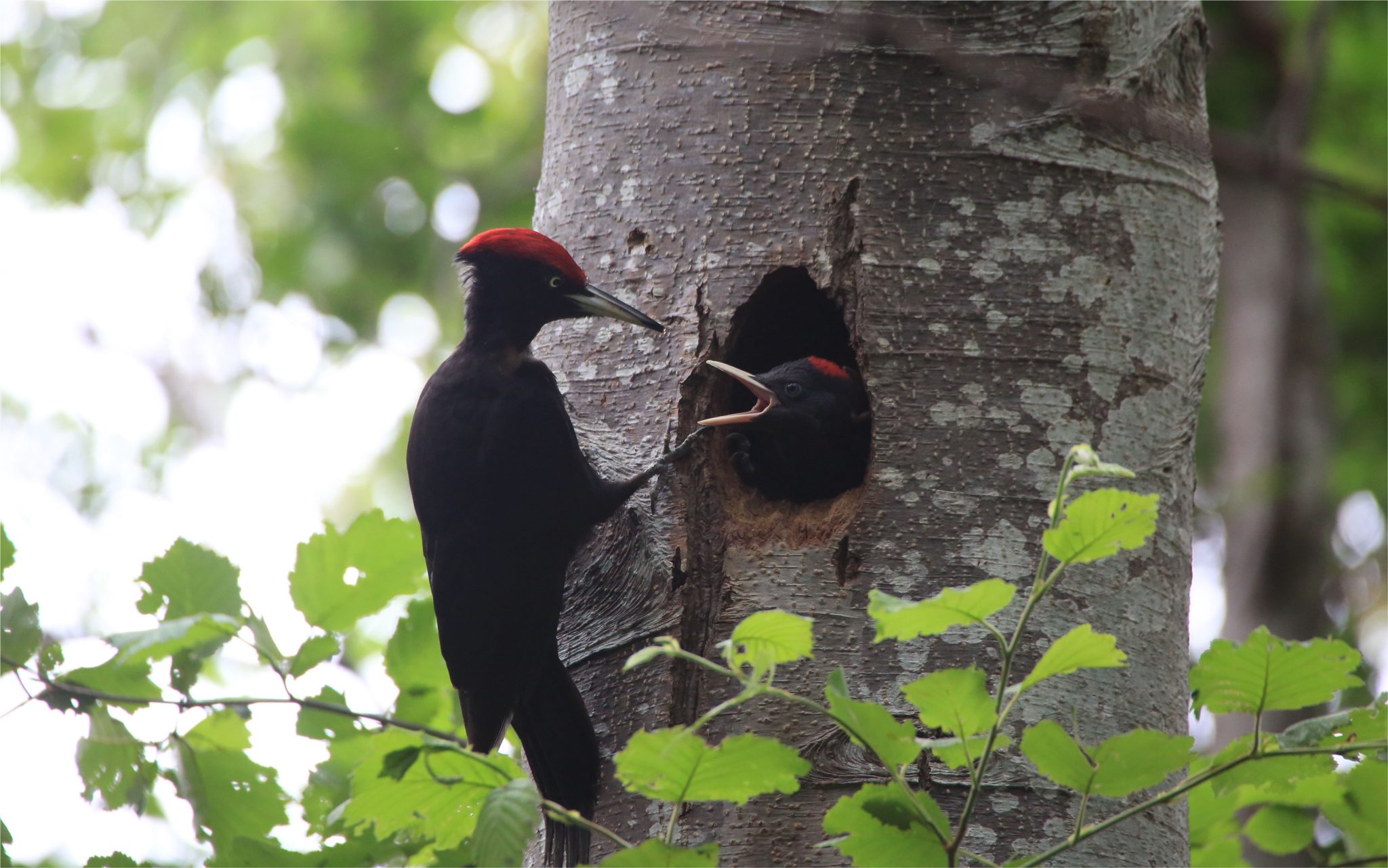 Wildlife of Shiretoko | Picchio Shiretoko